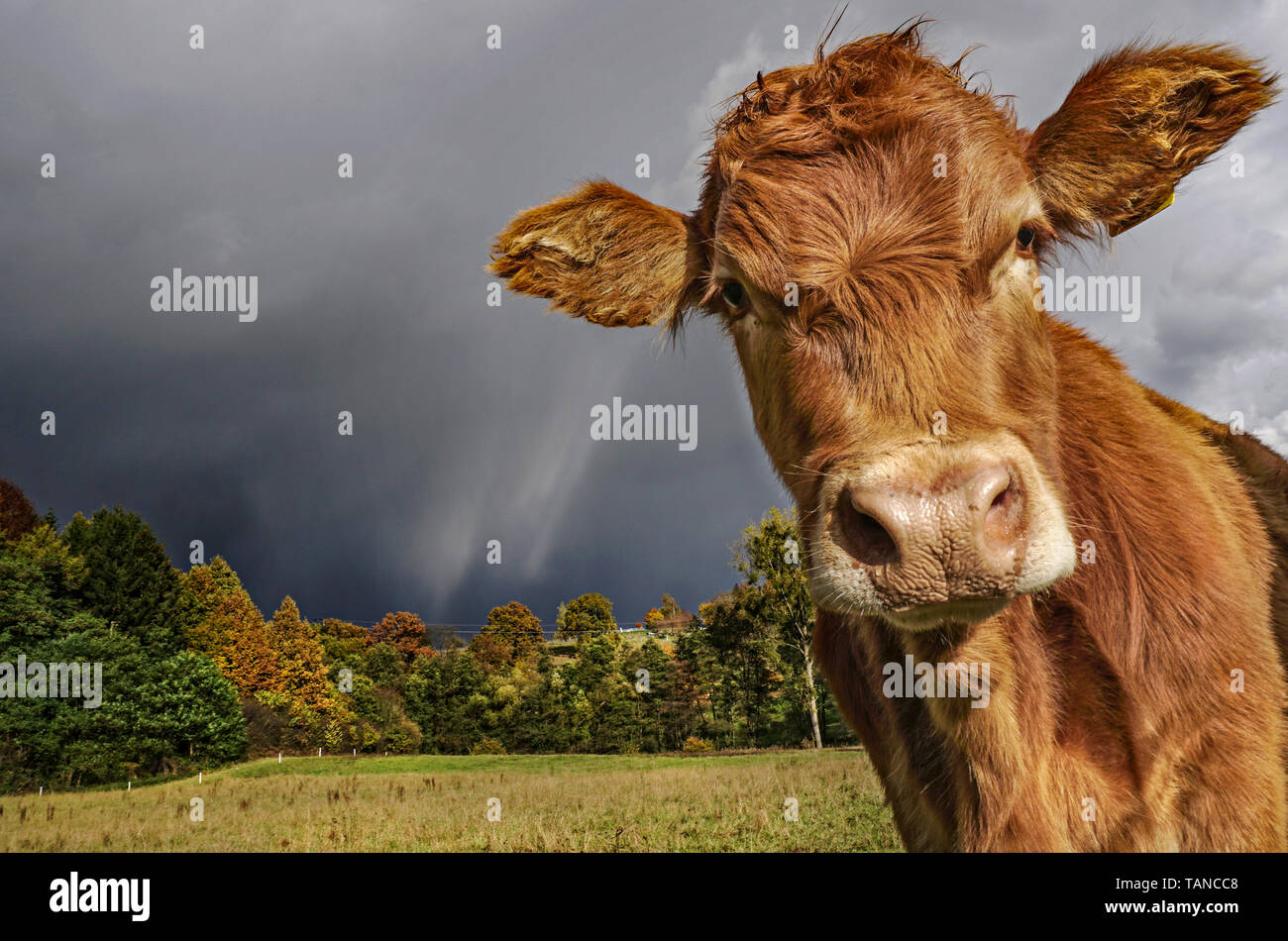 Funny looking cow hi-res stock photography and images - Alamy