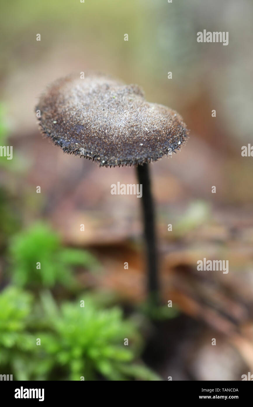Auriscalpium vulgare, commonly known as the pinecone mushroom, the cone ...