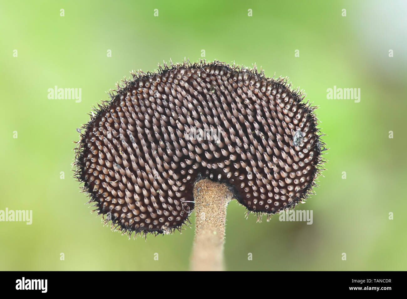 Auriscalpium vulgare, commonly known as the pinecone mushroom, the cone ...