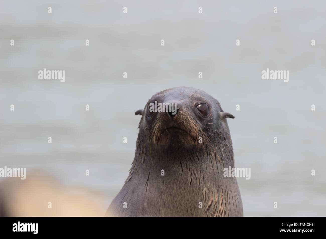 New zealand fur seal on the otago peninsula dunedin Stock Photo - Alamy