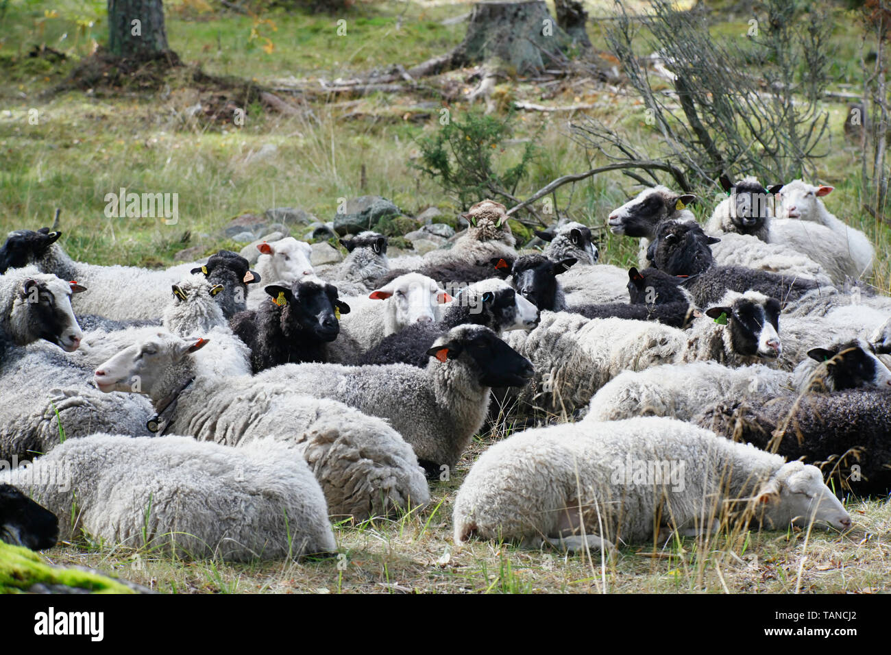 Grazing sheep flock herd hi-res stock photography and images - Alamy
