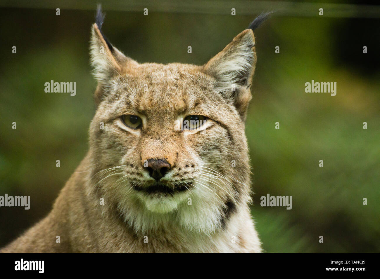 front view of a eurasian lynx, lynx lynx Stock Photo - Alamy