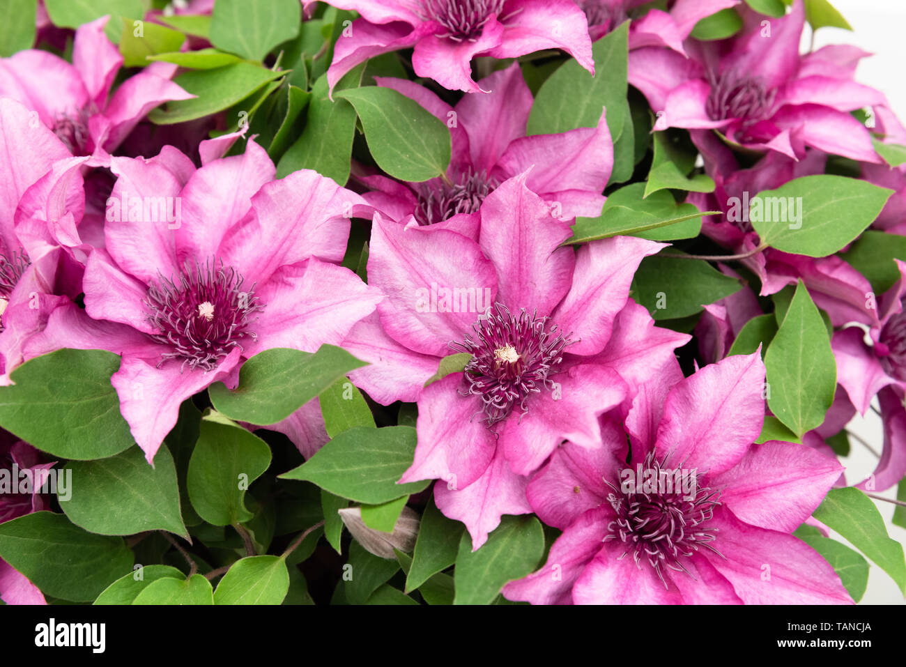 Clematis elodi hi-res stock photography and images - Alamy