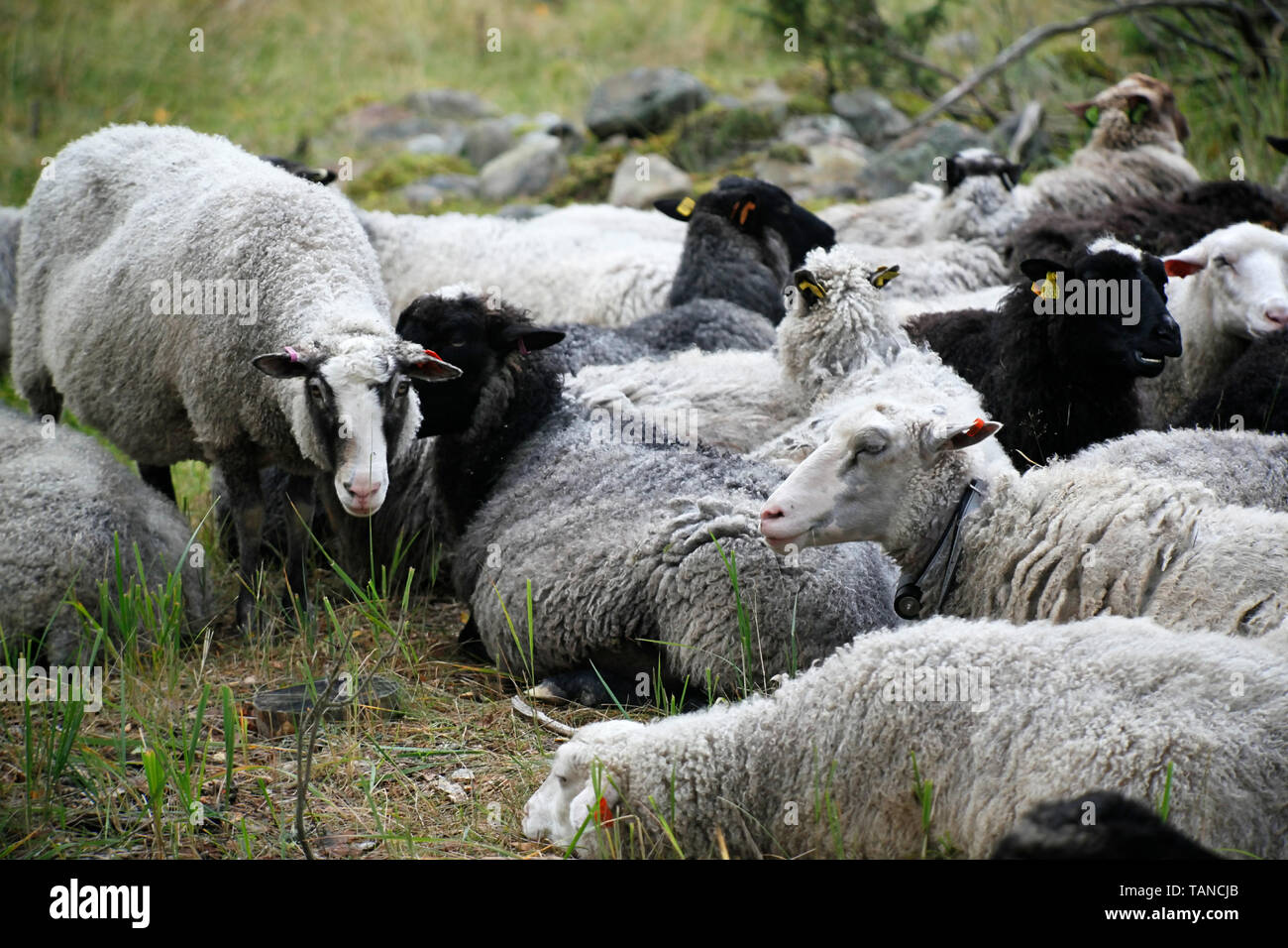Forest sheep hi-res stock photography and images - Alamy