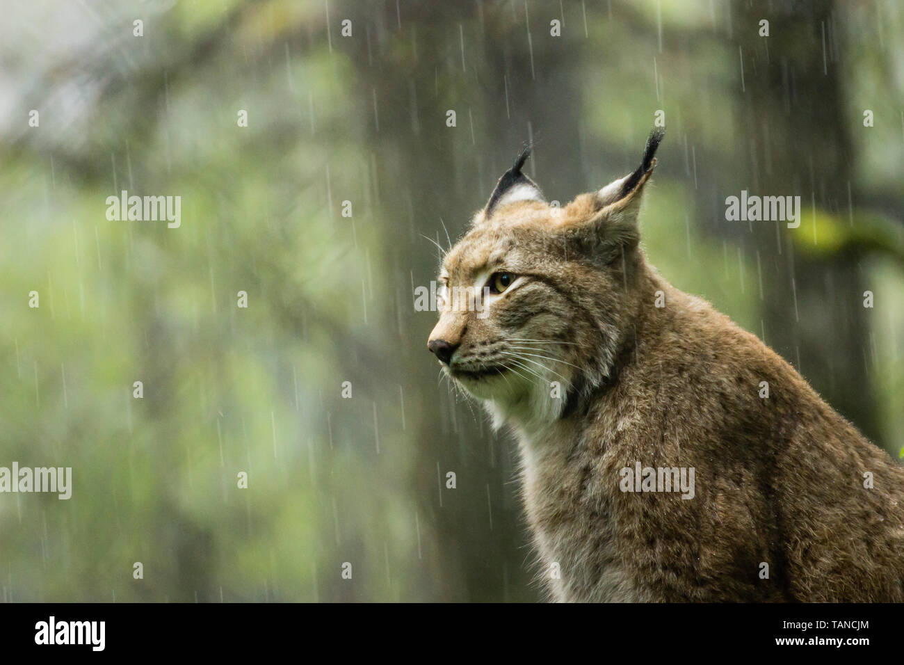 Eurasian lynx in wilderness hi-res stock photography and images - Alamy