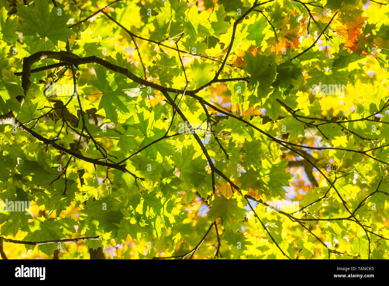 Backlit canopy in mannheim Germany Stock Photo - Alamy