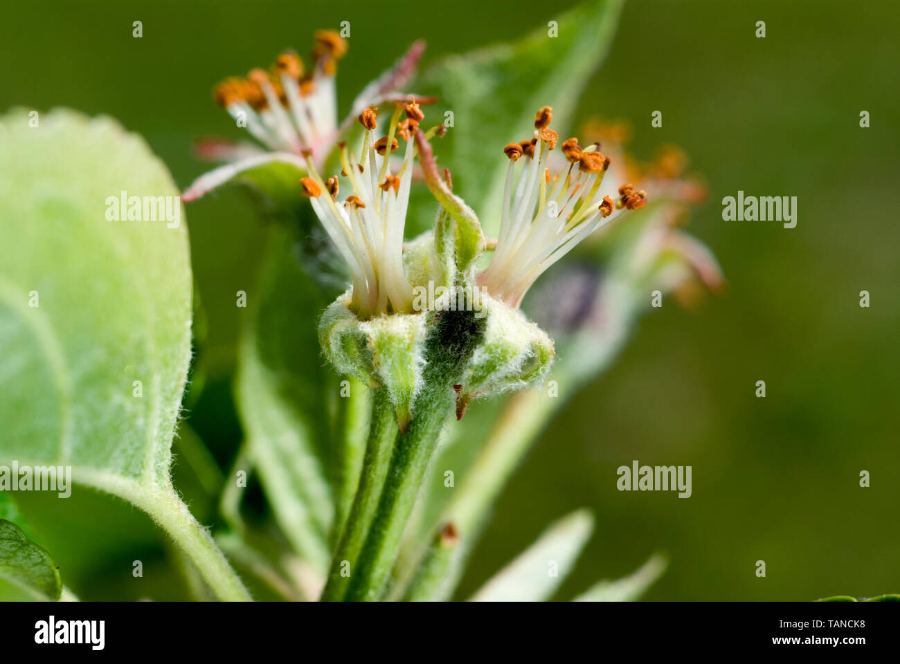 Abnormal Tree Growth High Resolution Stock Photography and Images - Alamy