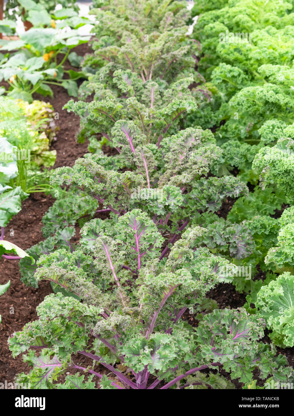 Scarlet kale hi-res stock photography and images - Alamy
