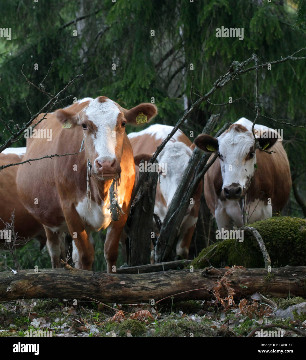 Cattle ranging free at a forest pasture in Finland Stock Photo - Alamy