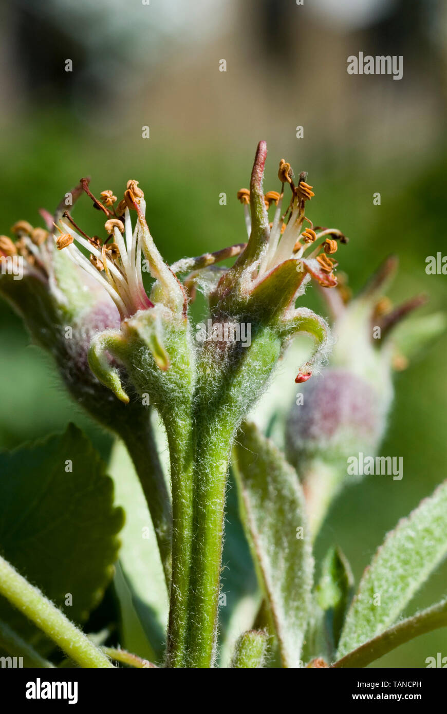 Apple with Fasciation Stock Photo - Alamy