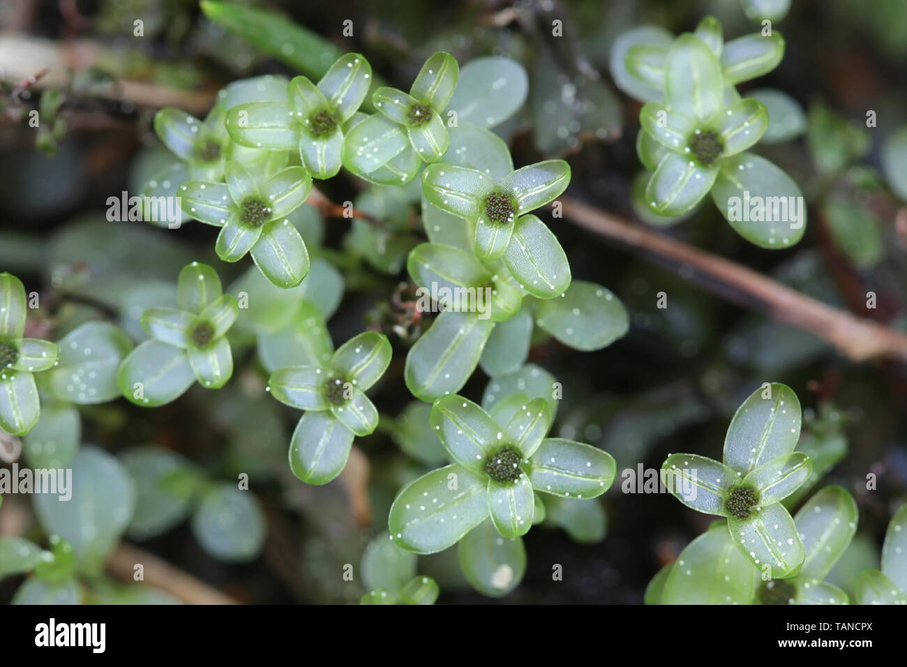 Rhizomnium punctatum, known as dotted thyme-moss or red penny moss ...