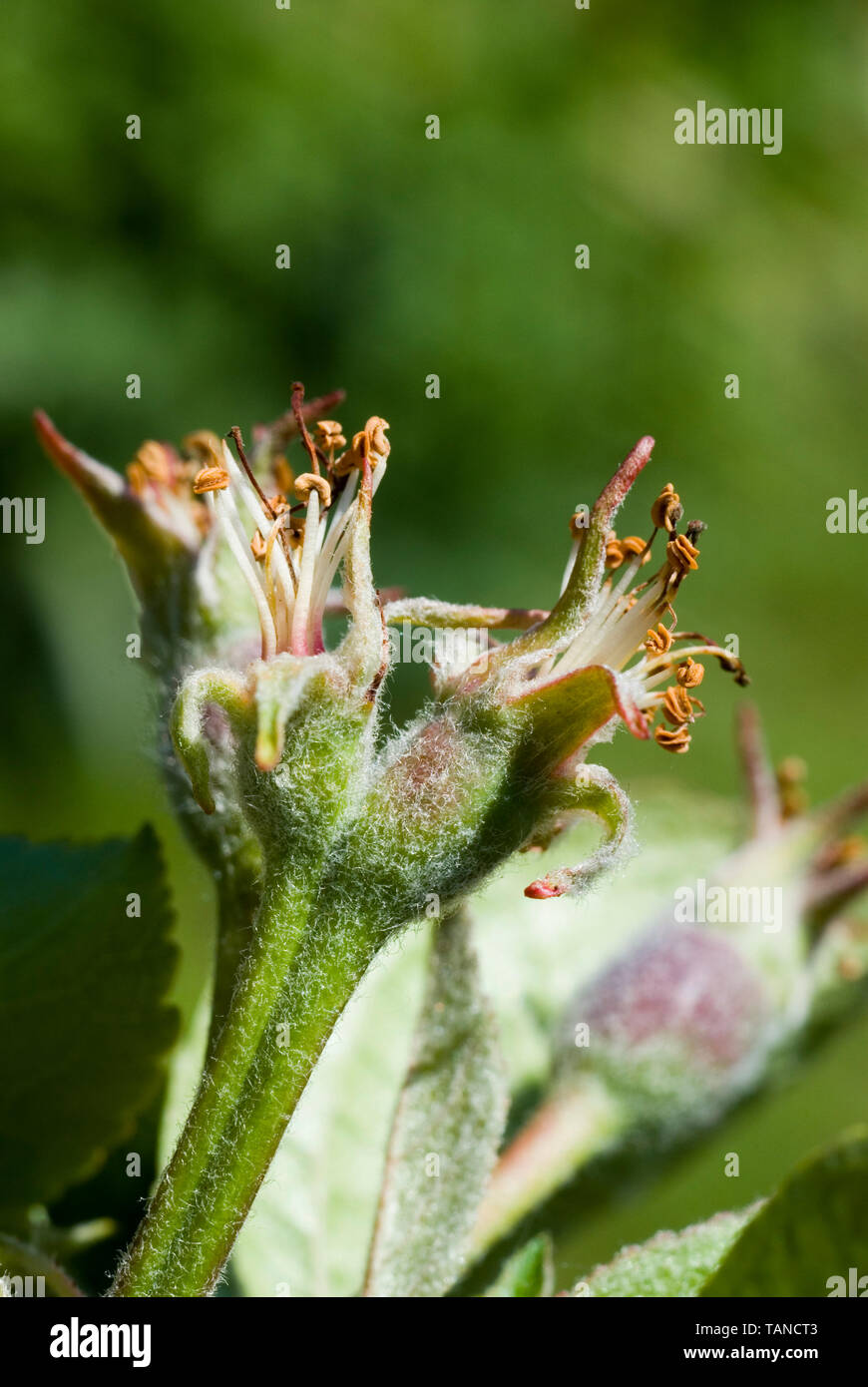 Apple with Fasciation Stock Photo - Alamy