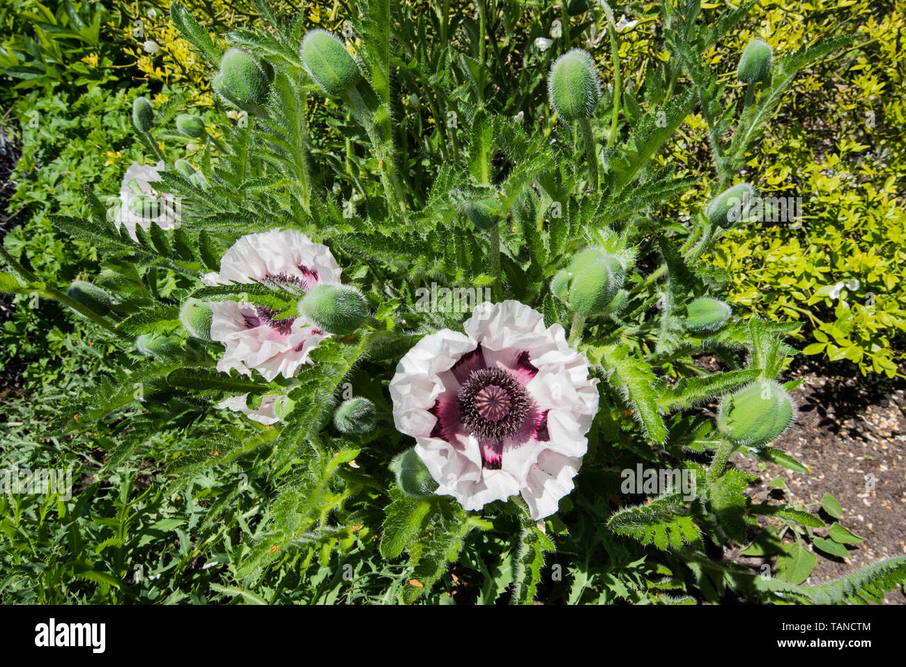 Heirloom poppy hi-res stock photography and images - Alamy