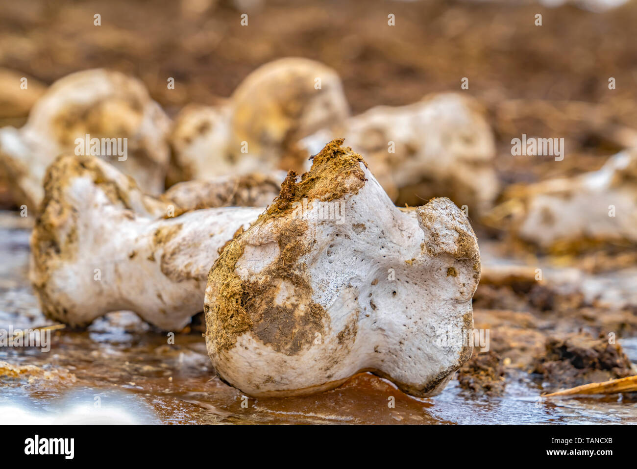 Glistening mud hi-res stock photography and images - Alamy