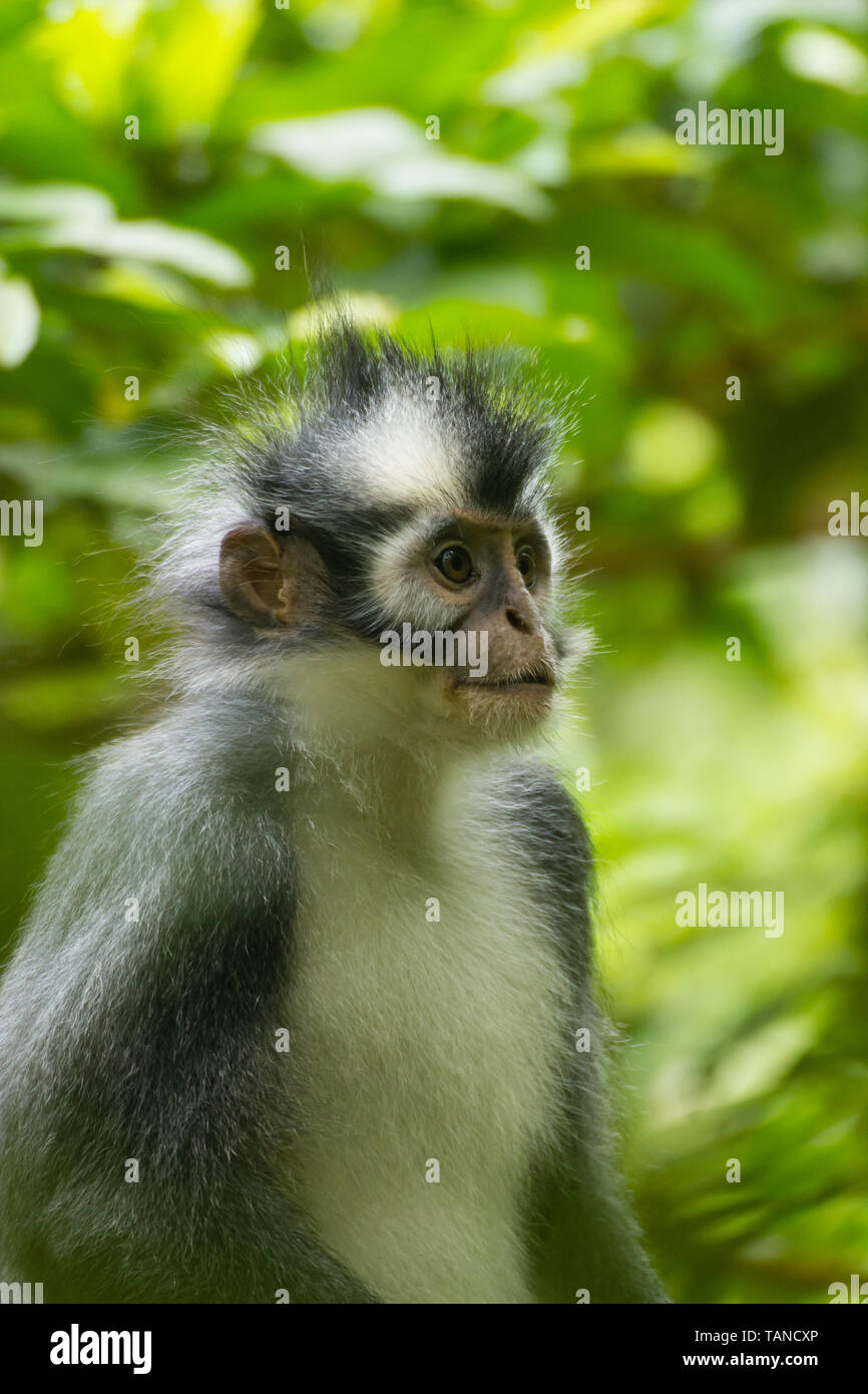 Monkey wild jungle hi-res stock photography and images - Alamy
