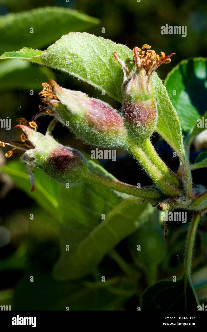 Fasciation hi-res stock photography and images - Alamy