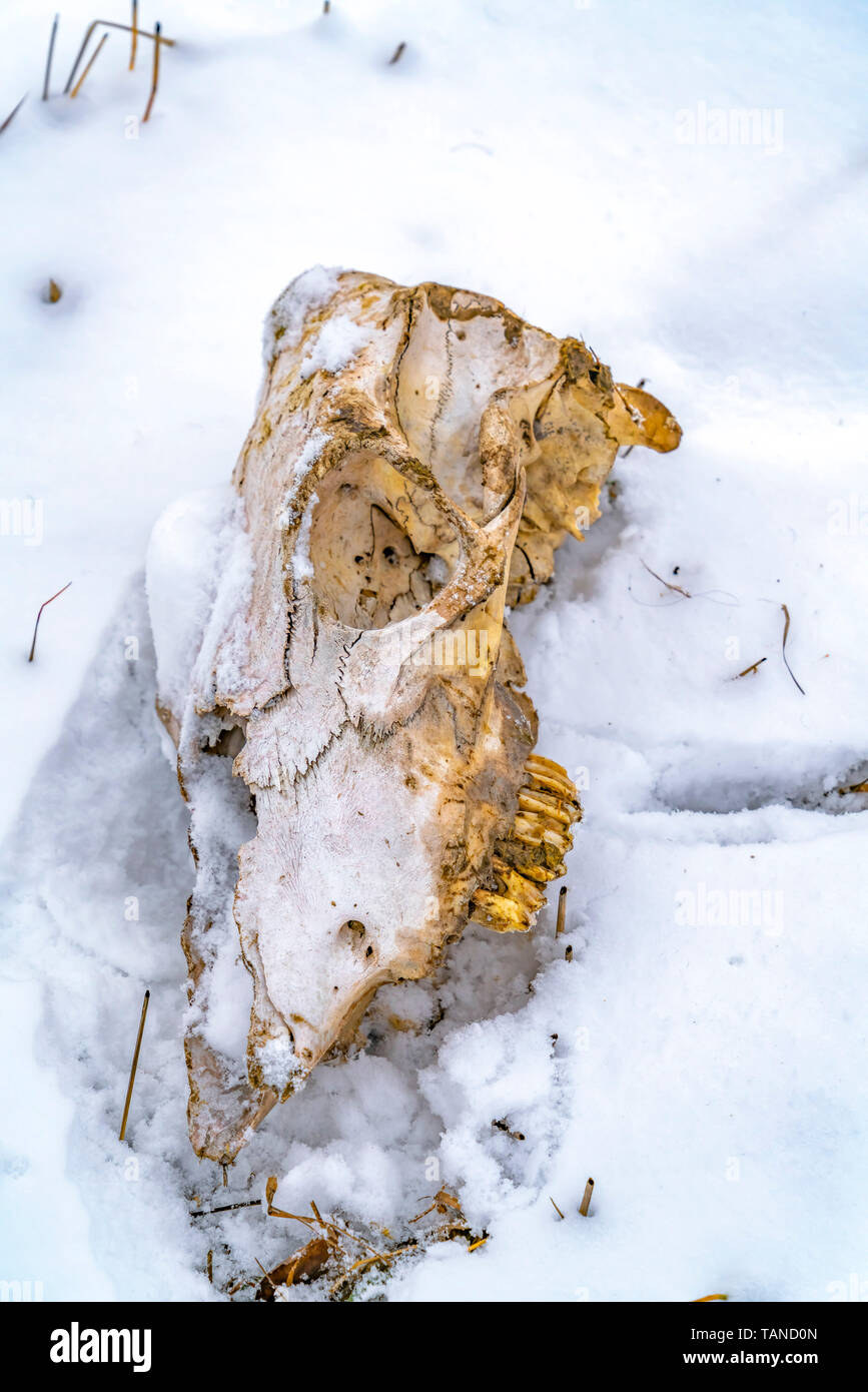 Close up of the deteriorated skull of an animal viewed in winter. The ...
