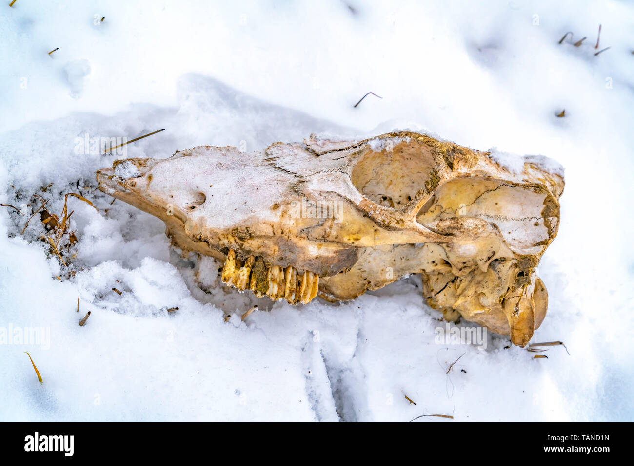 Side view and close up of the skull of a dead animal in winter. The old ...