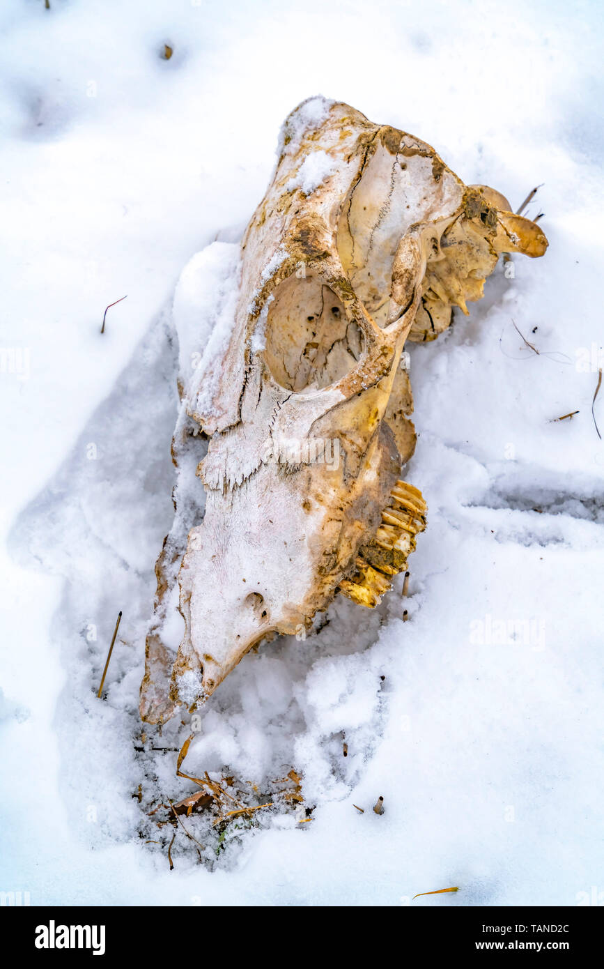 Close up of an old animal skull viewed on a frosty winter day. The ...