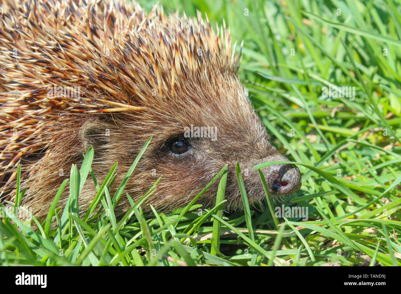 Mammal prickle hedgehog insectivore hi-res stock photography and images ...
