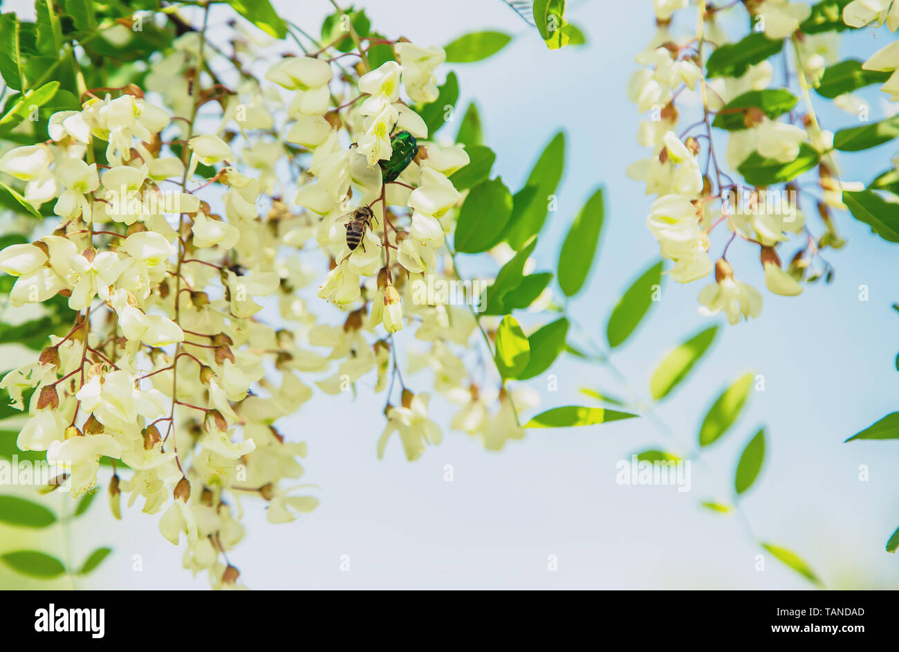 Bees acacia tree in blossom hi-res stock photography and images - Alamy
