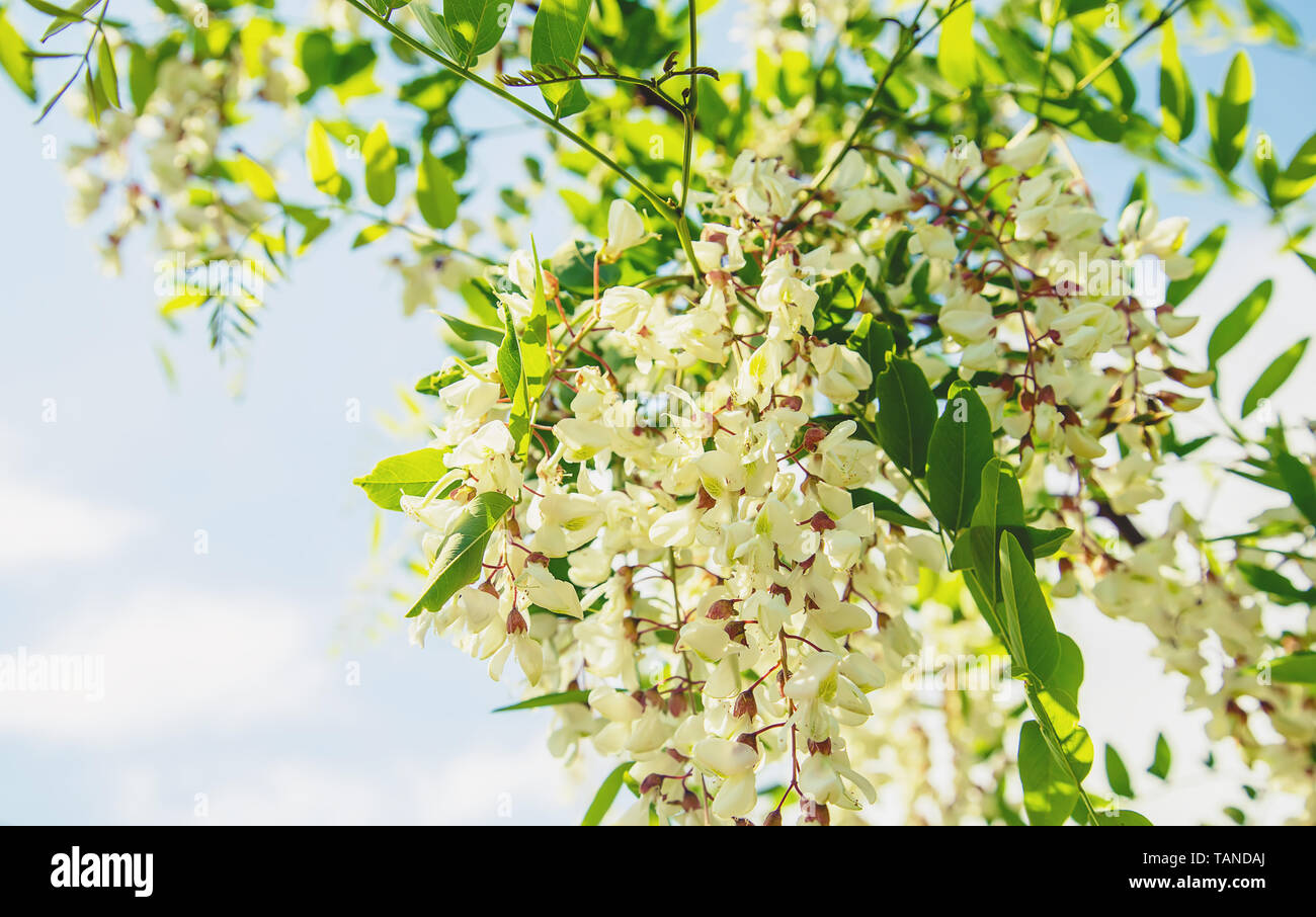 Flowering acacia tree in the garden. Selective focus. nature Stock ...