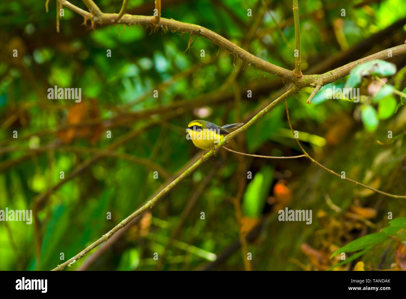 Yellow bellied fairy fantail hi-res stock photography and images - Alamy