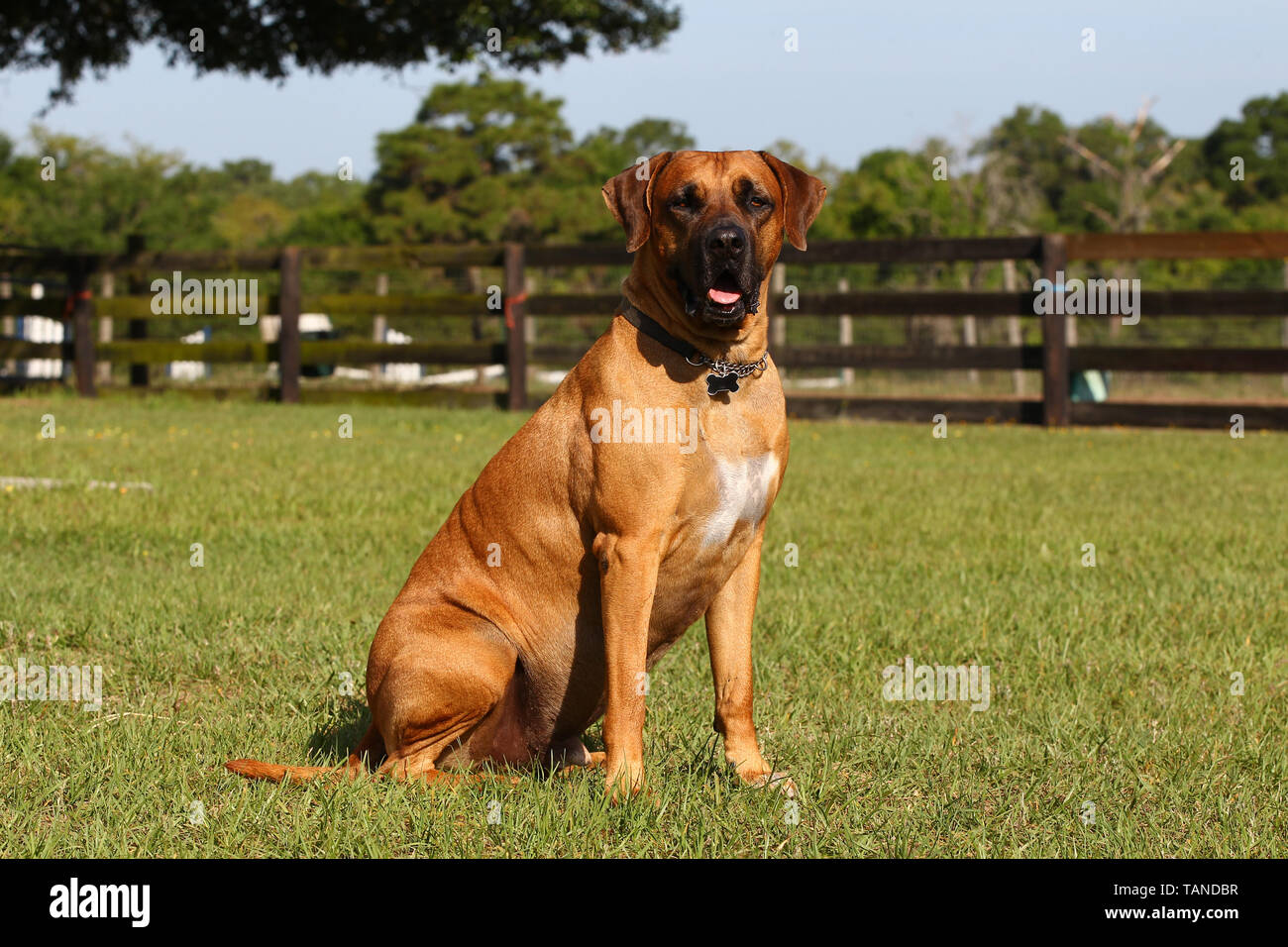 American black mouth cur hi-res stock photography and images - Alamy