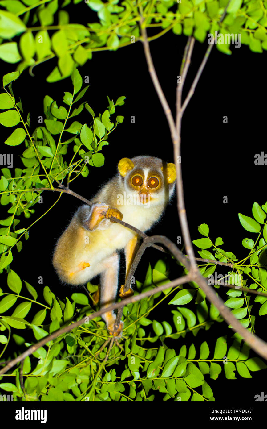 Pollachi hi-res stock photography and images - Alamy