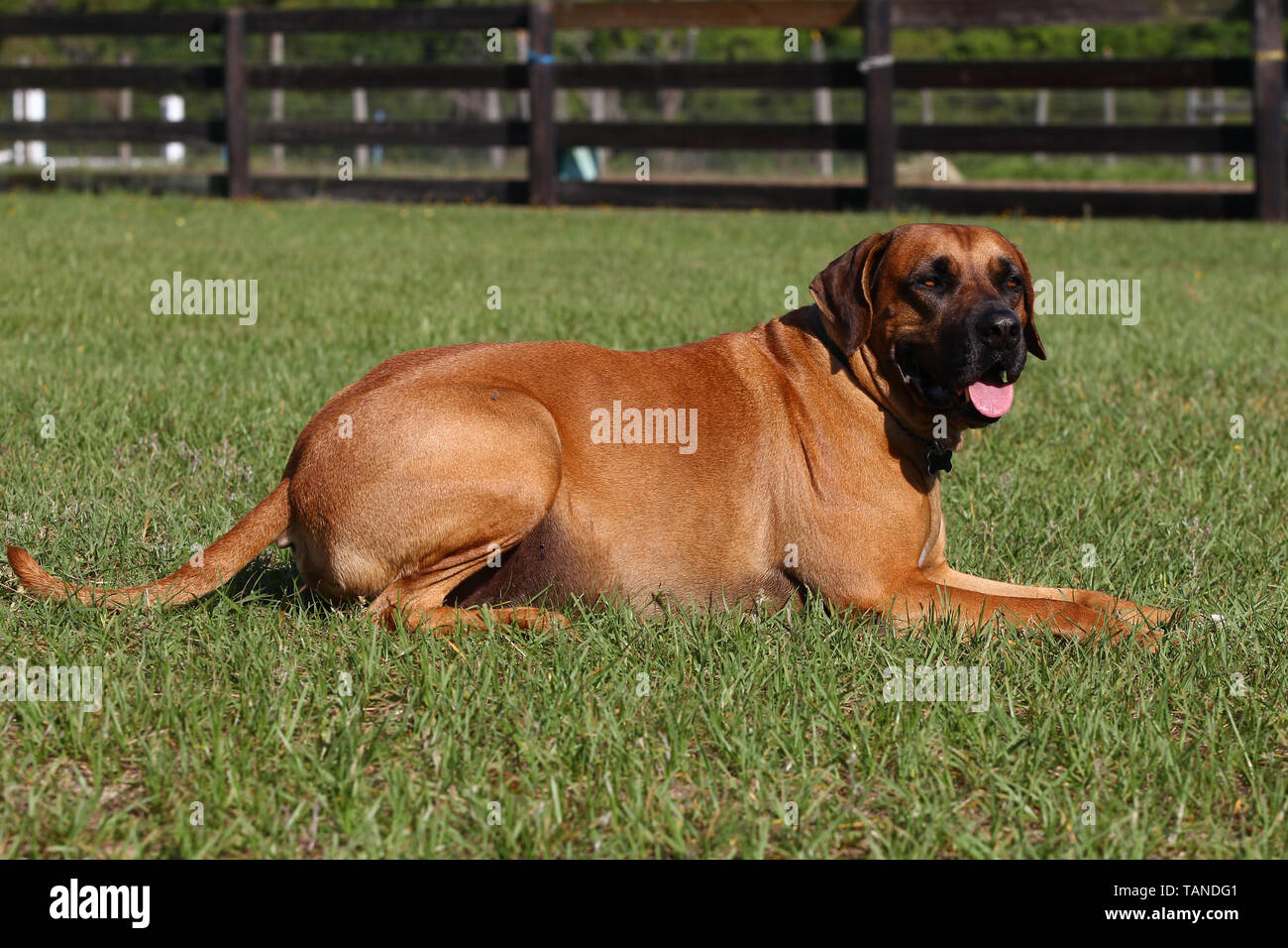 Black Mouth Cur High Resolution Stock Photography and Images - Alamy
