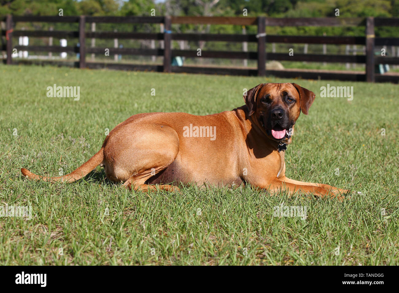 American black mouth cur hi-res stock photography and images - Alamy