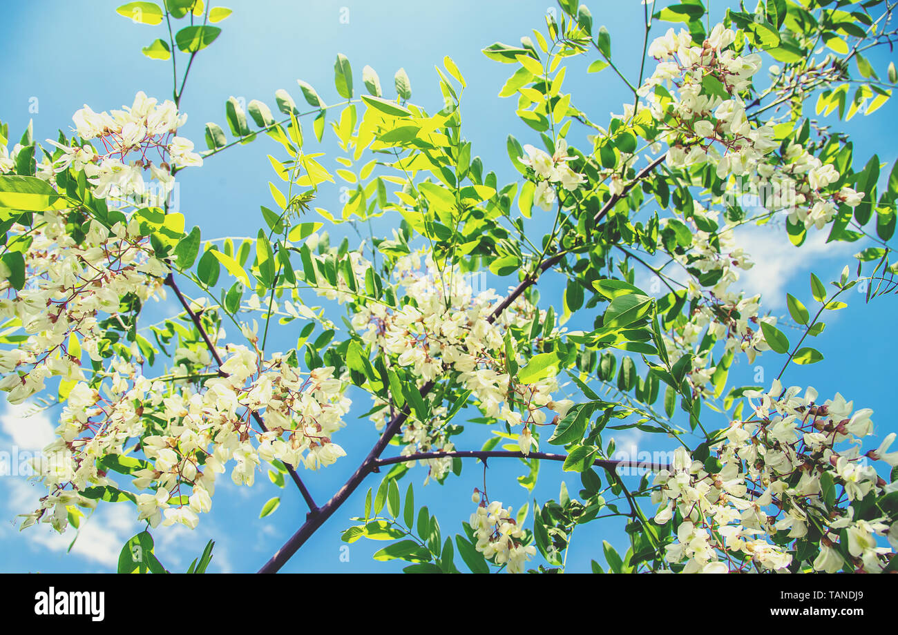 Bees acacia tree in blossom hi-res stock photography and images - Alamy