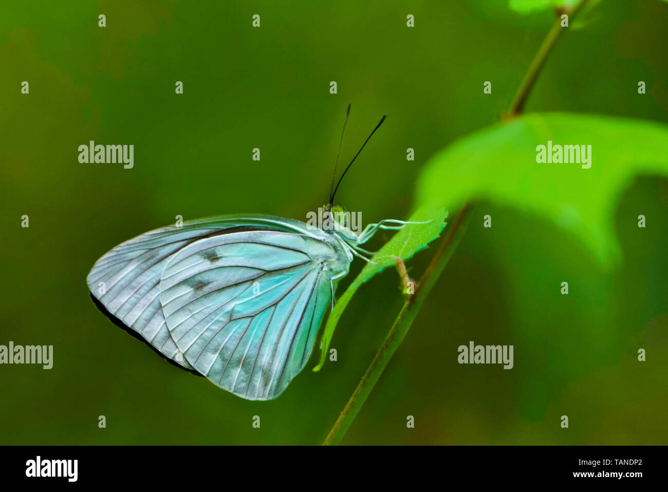 Common wanderer butterfly hi-res stock photography and images - Alamy