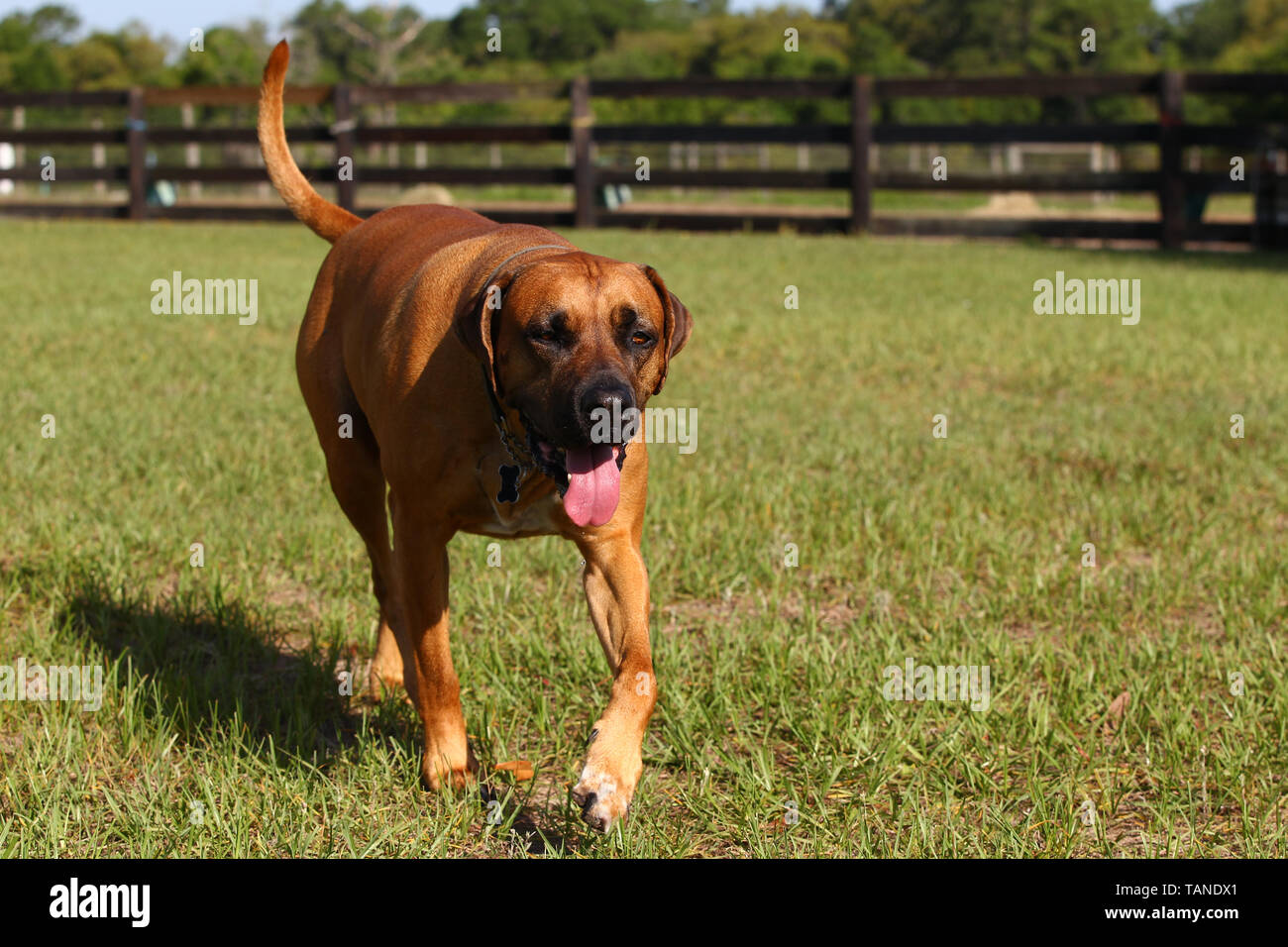 American black mouth cur hi-res stock photography and images - Alamy