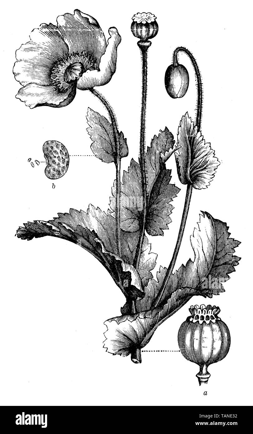 Opium Plant Drawing