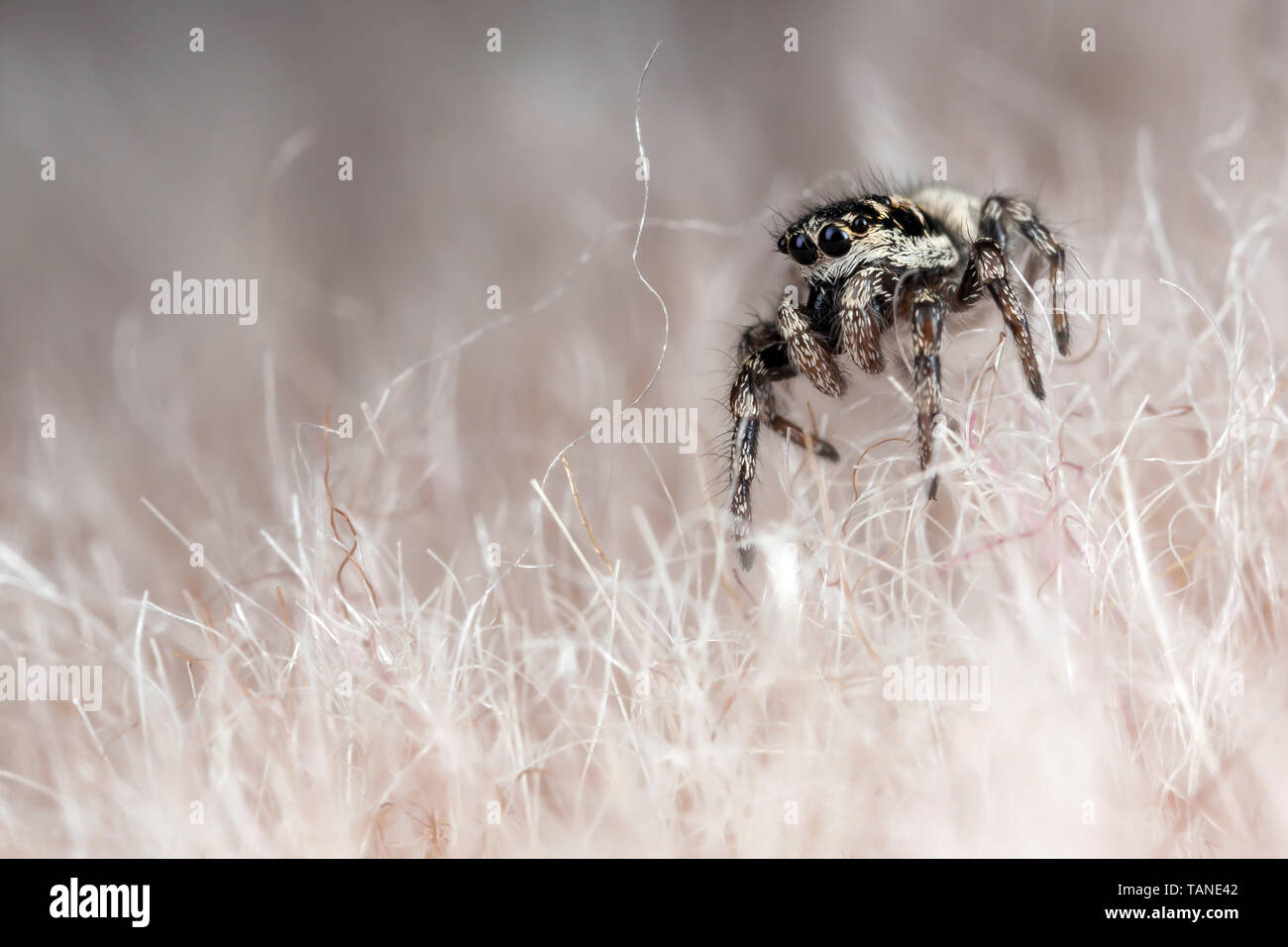 Fur spider hi-res stock photography and images - Alamy