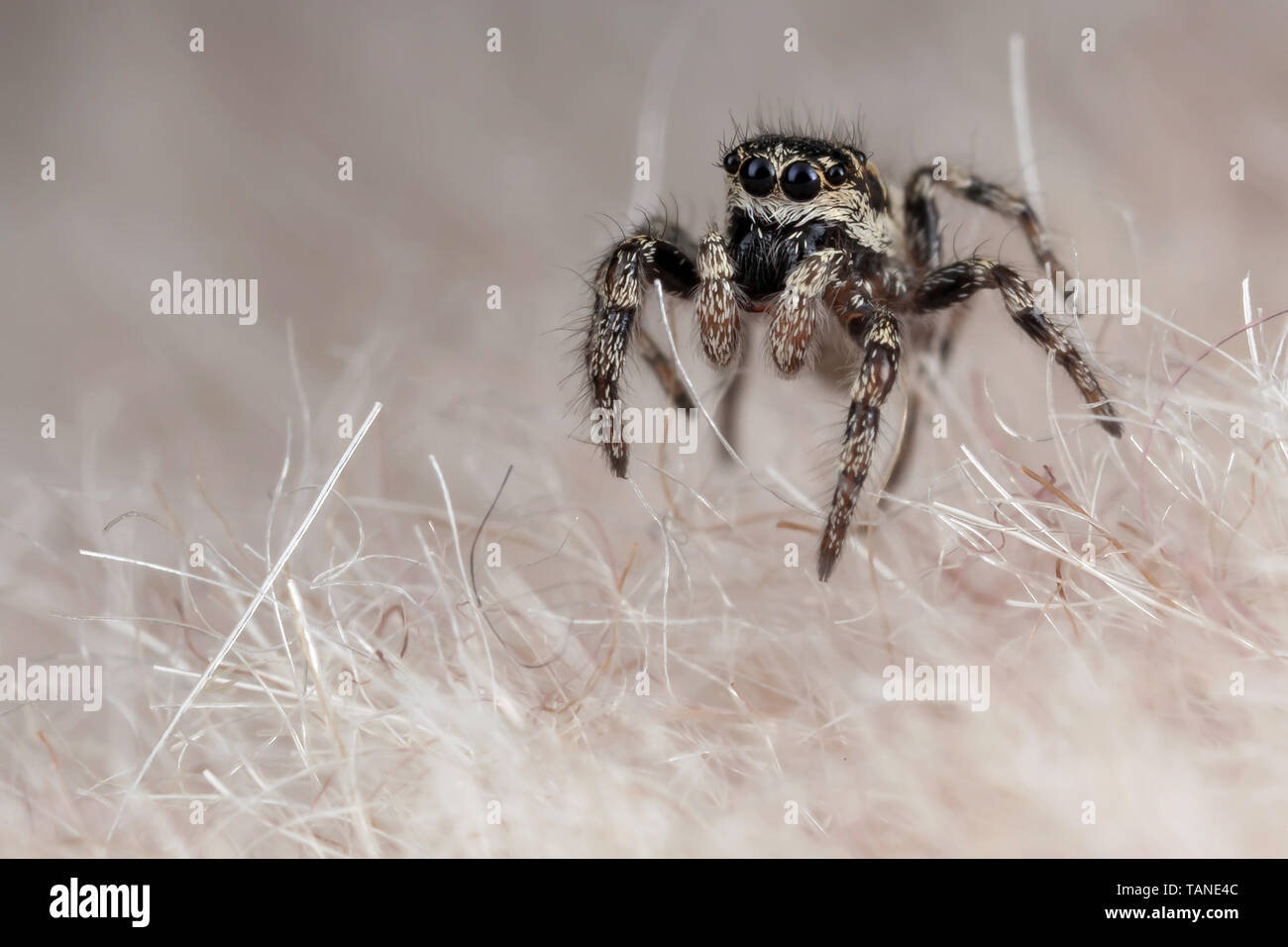 Spider eye funny hi-res stock photography and images - Alamy