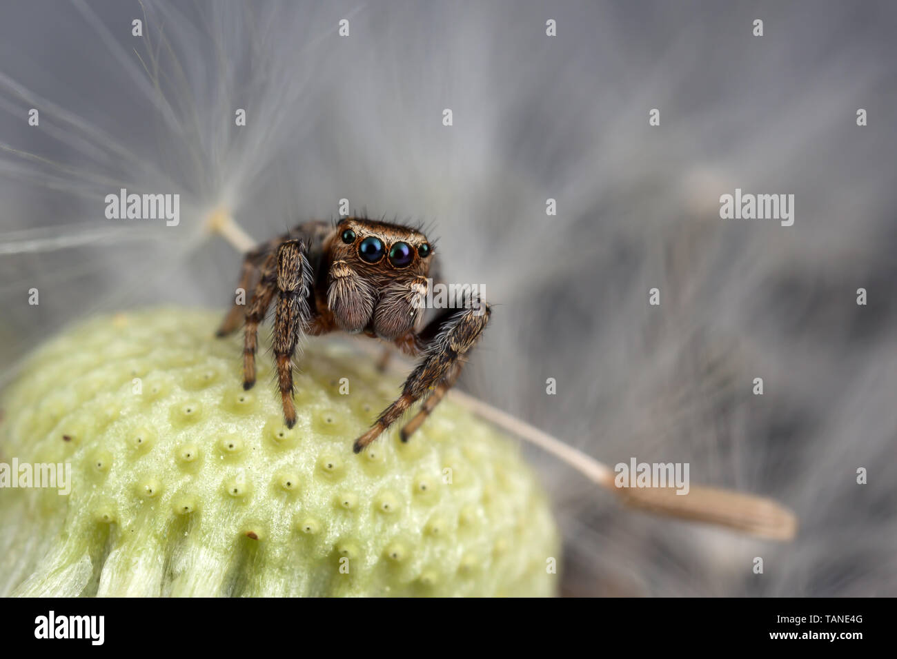Dandelion flower small spider hi-res stock photography and images - Alamy