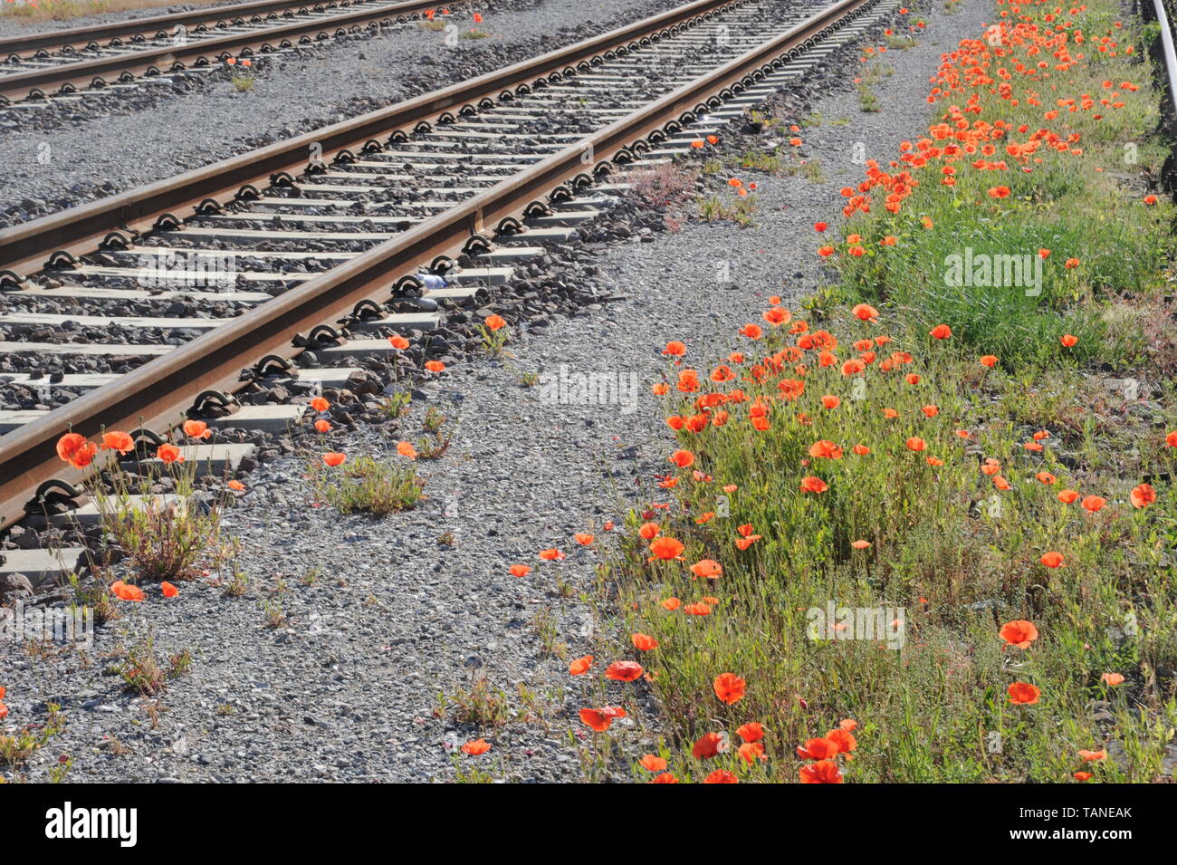 railroad with colorful poppy flowers Stock Photo - Alamy