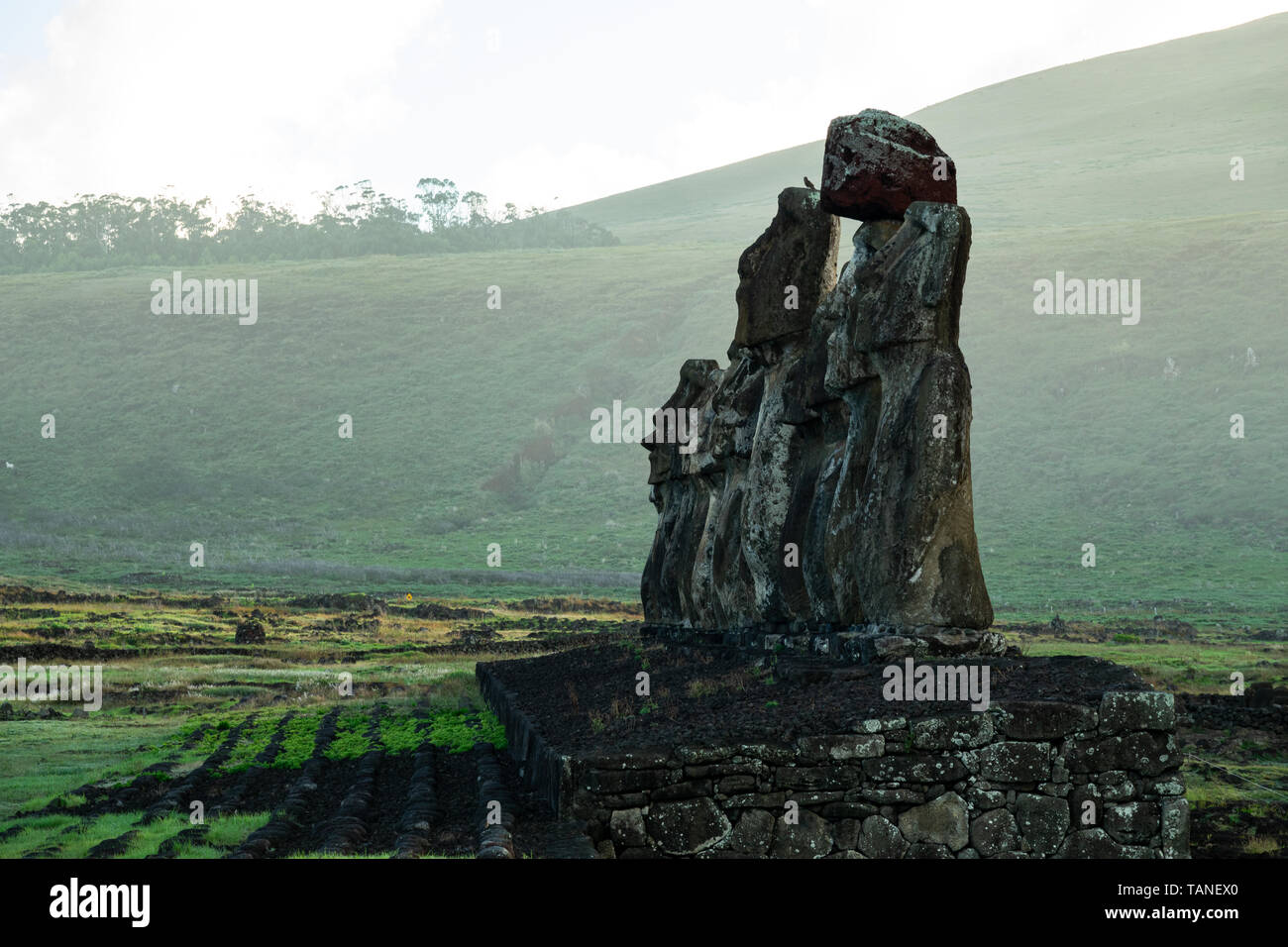 Side view at sunrise of Ahu Tongariki Moai platform with mist in the ...