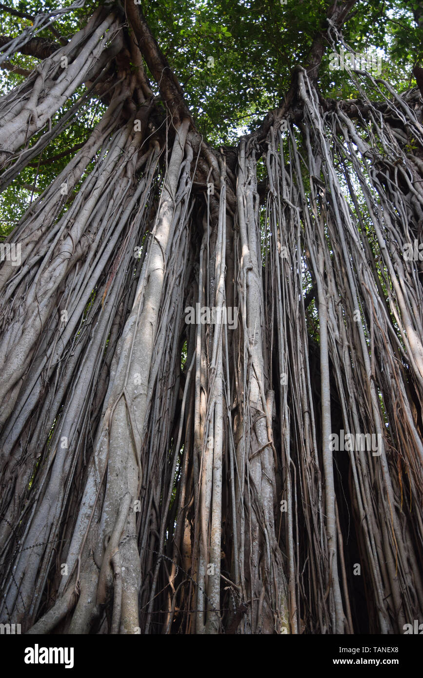 Banyan tree kerala hi-res stock photography and images - Alamy