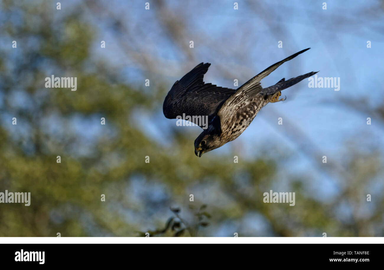 Sakerfalke hi-res stock photography and images - Alamy