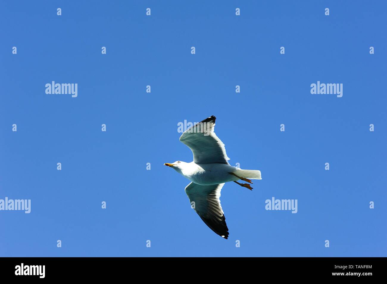 Adult Seagull searching for food Stock Photo - Alamy