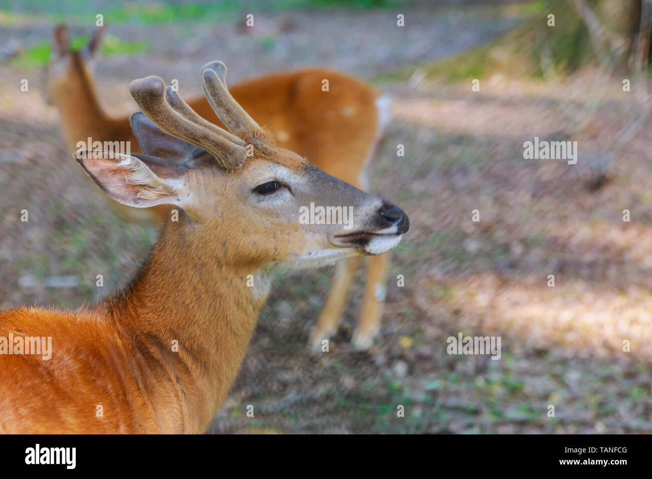 Whitetail Deer Fawn standing in the forest woods Stock Photo - Alamy