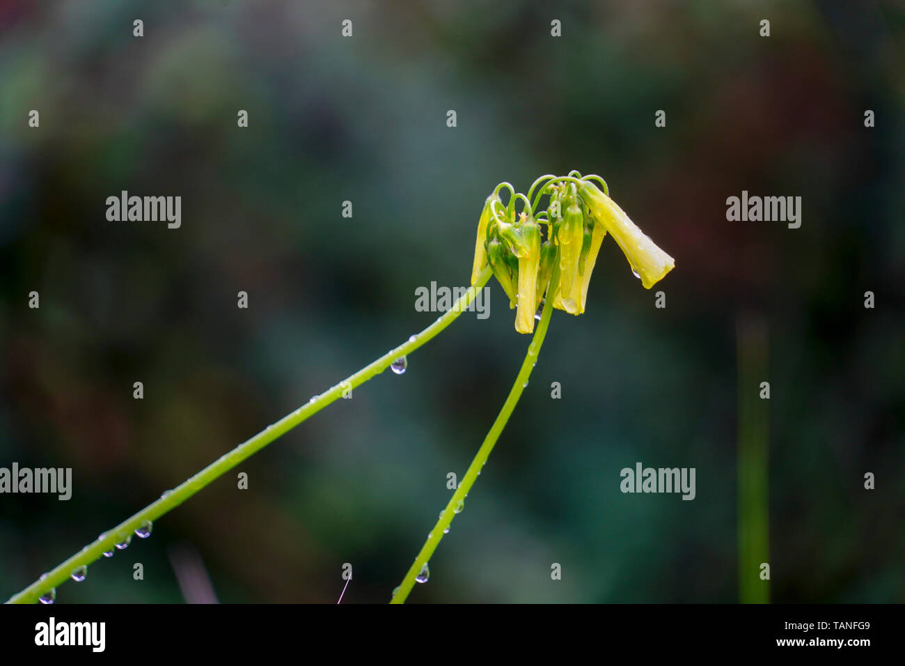 Oxalis pes-caprae (Bermuda buttercup, African wood-sorrel, Bermuda ...