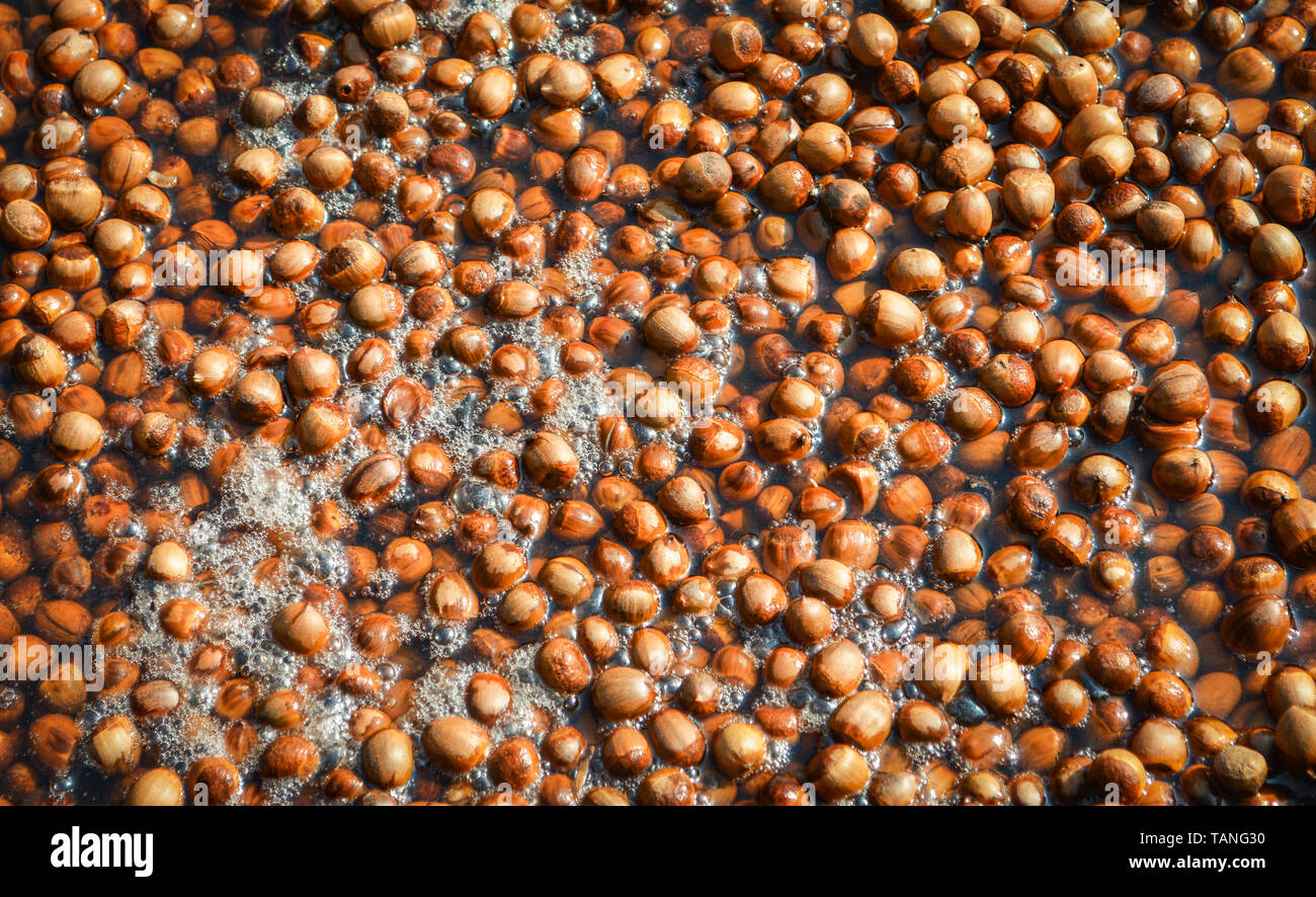 Small asia chestnuts in pot to boiled background / Castanea sativa ...