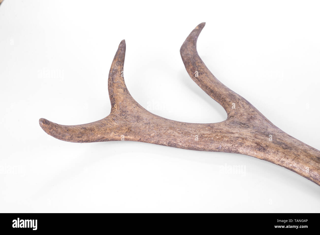 One part of dear antlers on the white Stock Photo - Alamy