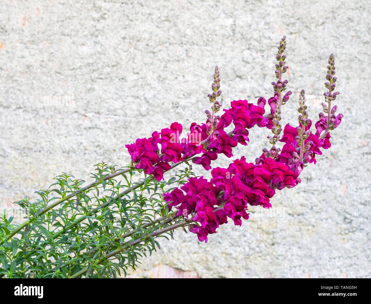 Antirrhinum snapdragons hi-res stock photography and images - Alamy