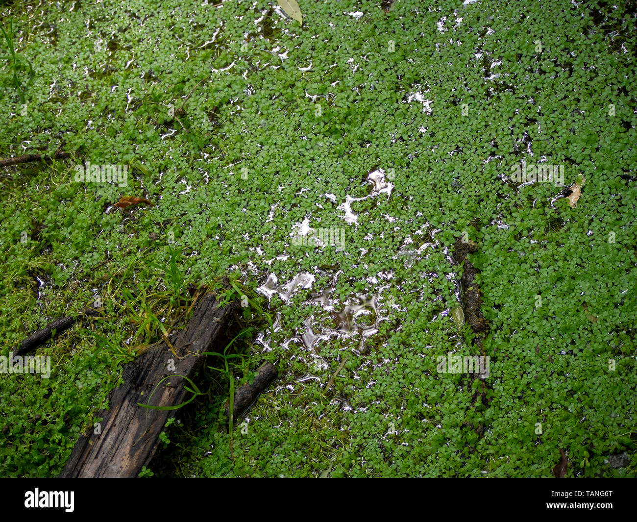 Invasive duckweed taking over neglected pond. Nature Stock Photo - Alamy