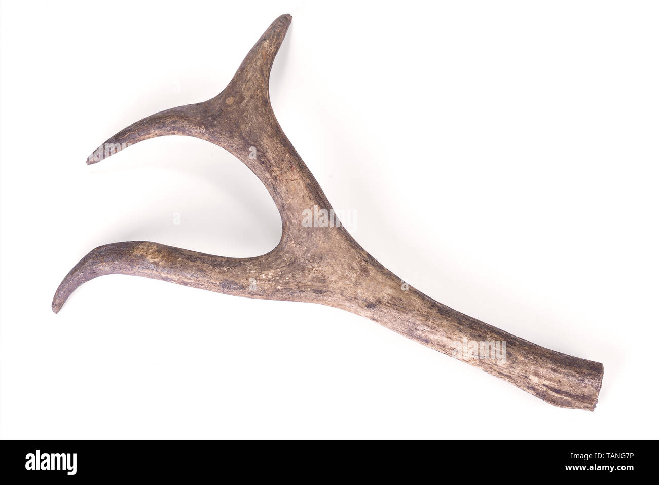 Antler antlered antlers Cut Out Stock Images & Pictures - Alamy